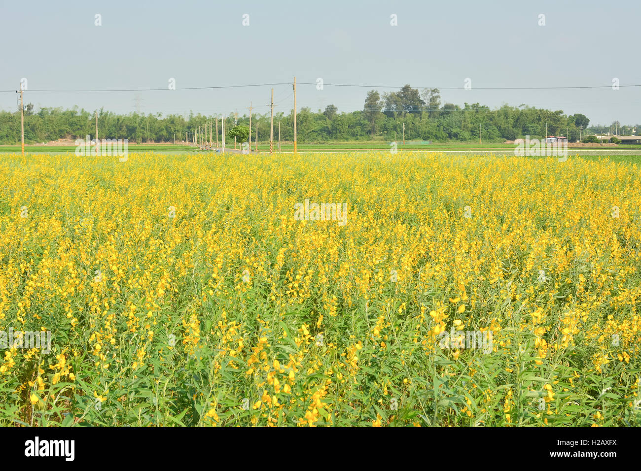 Yellow flower fields Stock Photo - Alamy