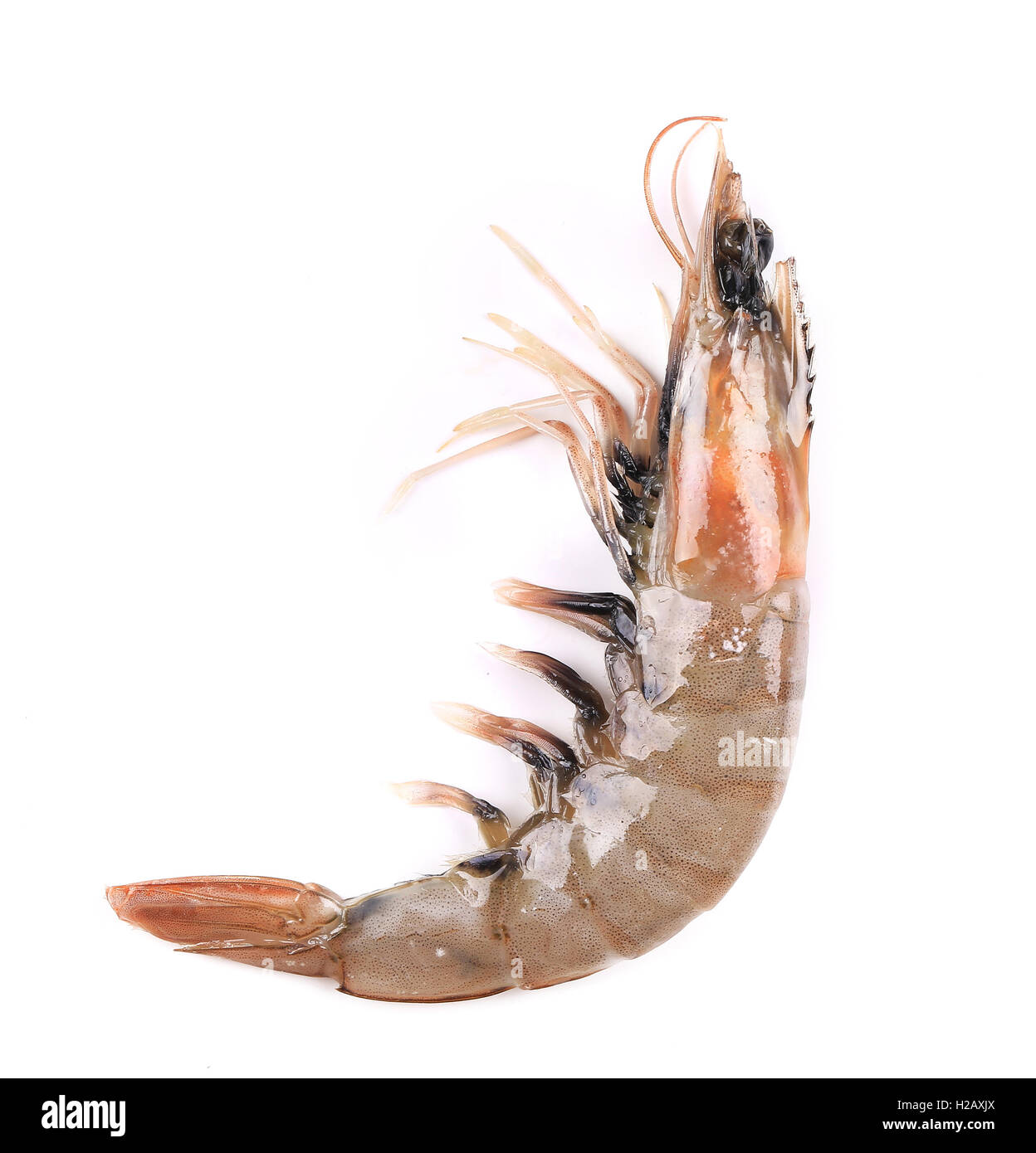 Close up of fresh shrimp Stock Photo - Alamy
