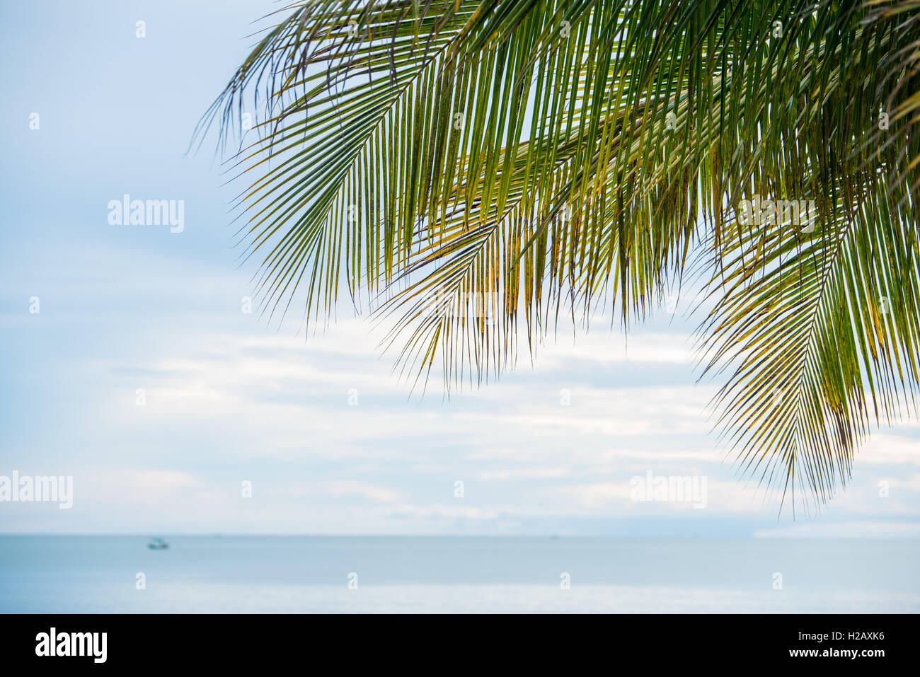 Plam tree on beach hi-res stock photography and images - Alamy