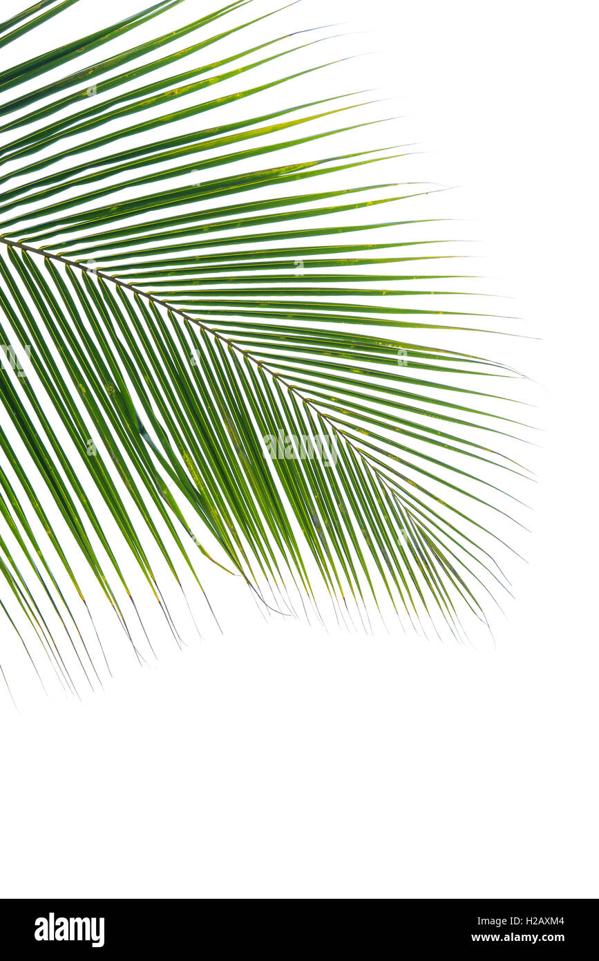 plam leaves isolated on the white Stock Photo - Alamy