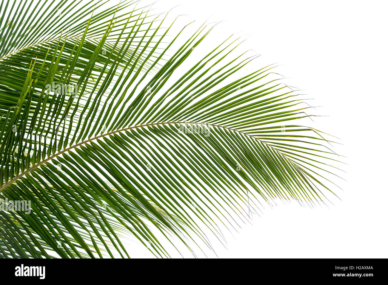 plam leaves isolated on the white Stock Photo - Alamy