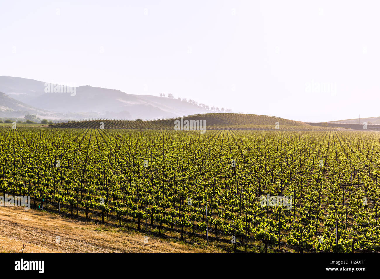California vineyard field in US Stock Photo - Alamy