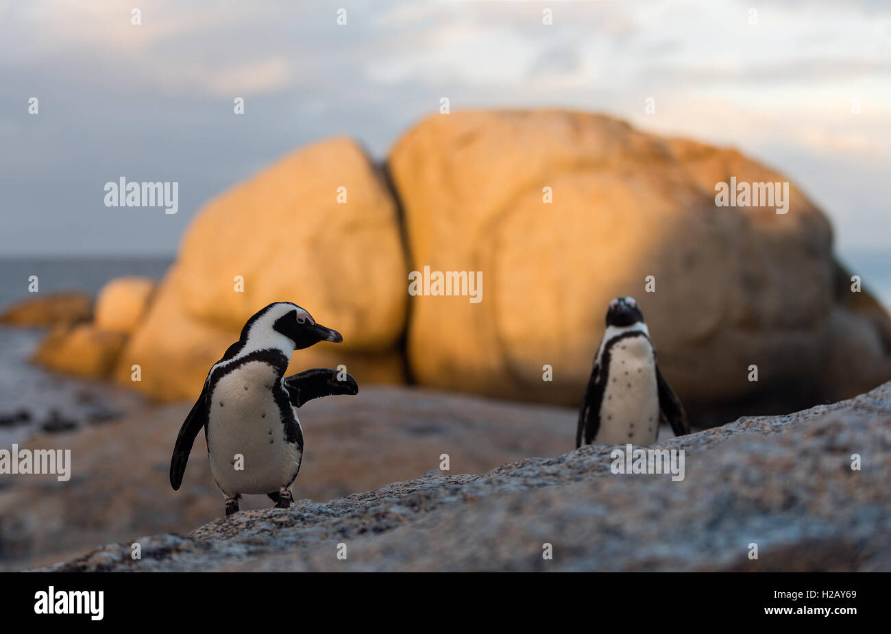 Pair endangered african penguins hi-res stock photography and images ...