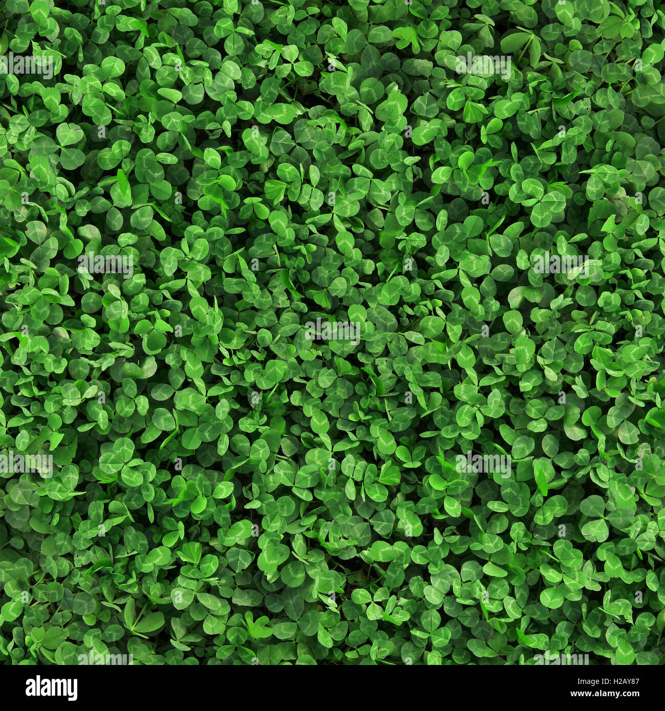 Green grass clover seamless texture Stock Photo - Alamy