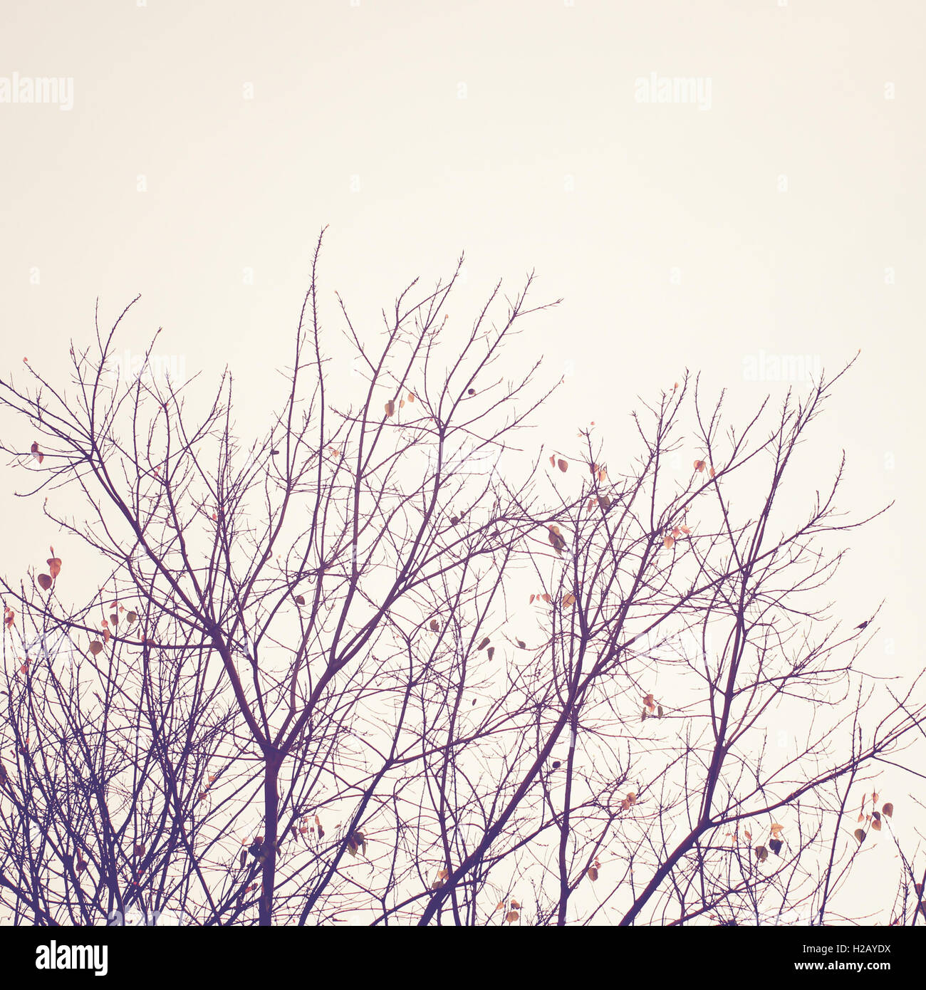 dried tree with retro filter effect Stock Photo - Alamy