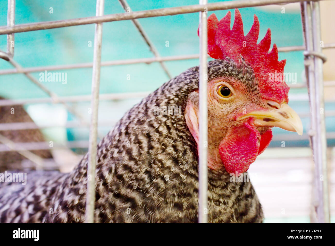 Female gray hen Stock Photo - Alamy