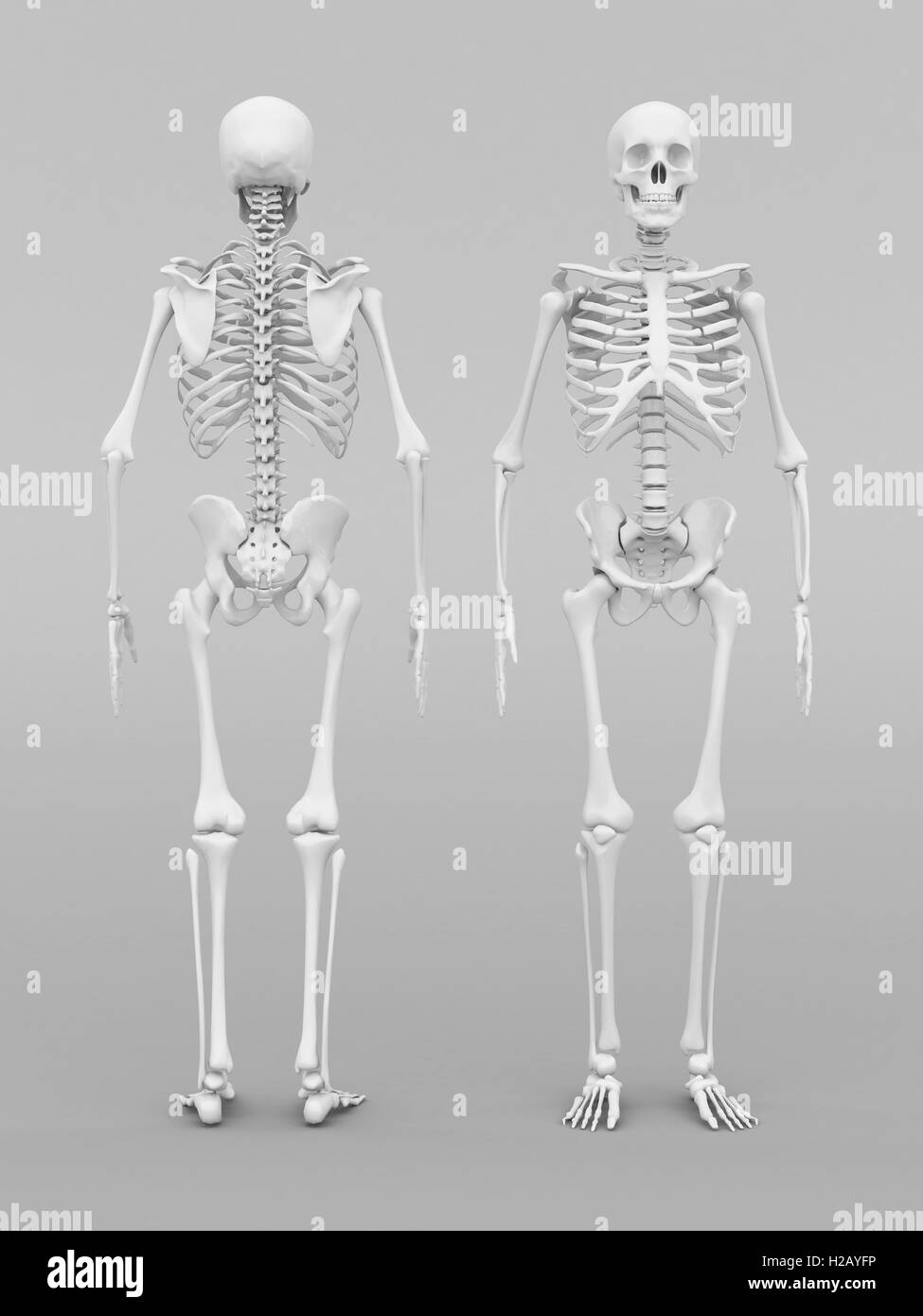 Male human skeleton hi-res stock photography and images - Alamy