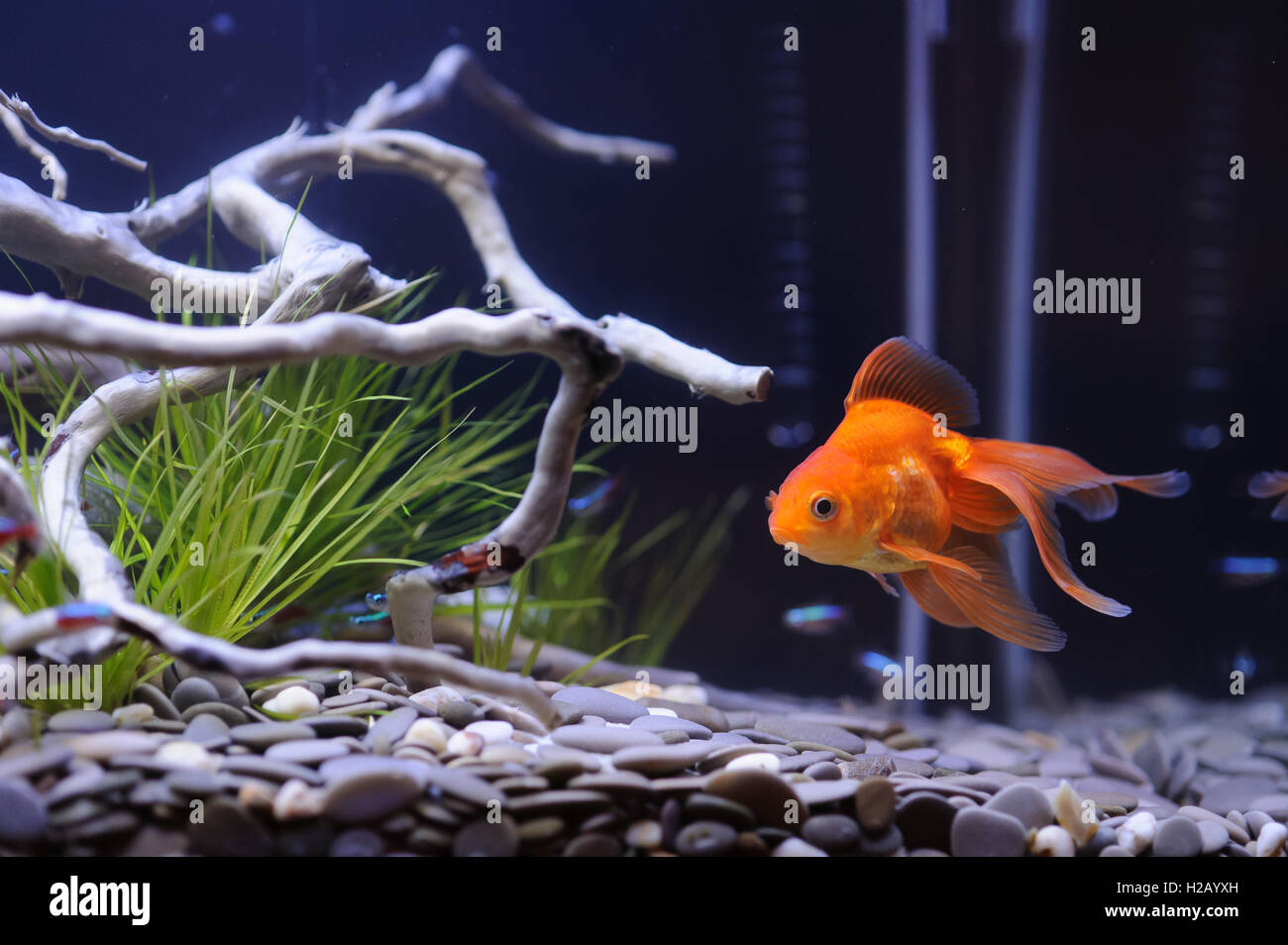 Goldfish close up Stock Photo - Alamy