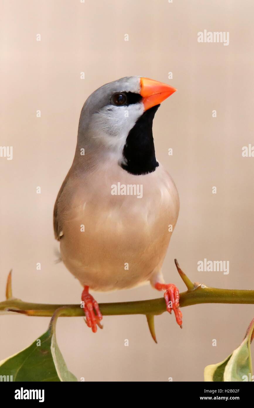 Grassfinch hi-res stock photography and images - Alamy