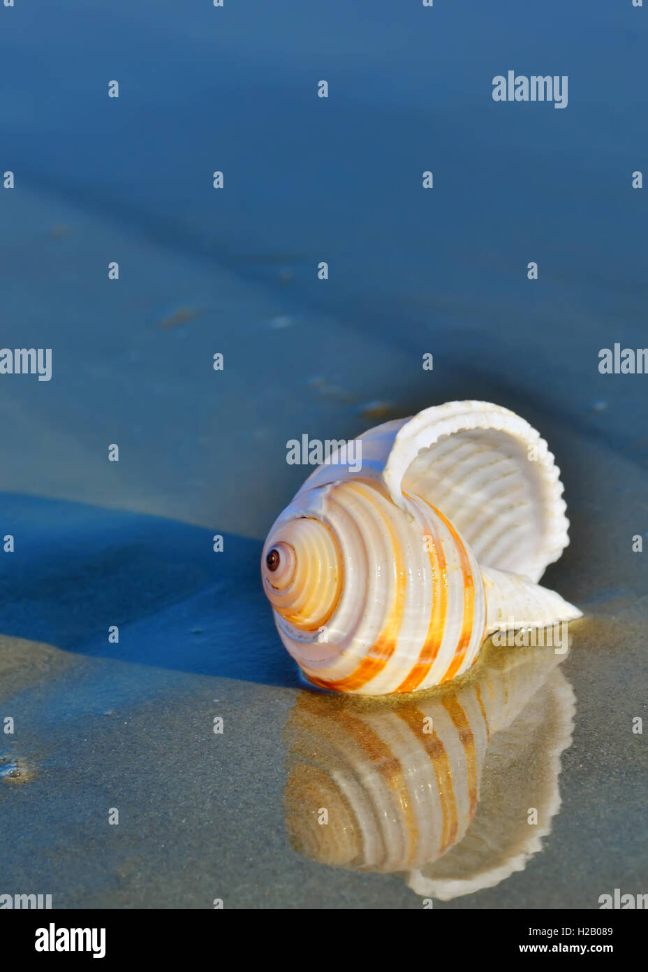 seashell on the seashore Stock Photo - Alamy