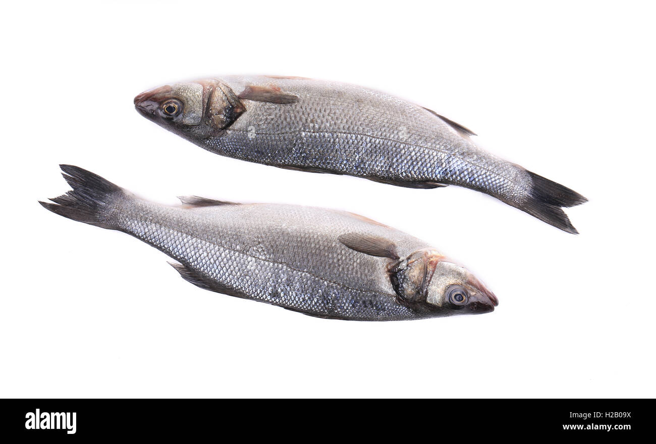 Close up of two fresh seabass fish Stock Photo - Alamy