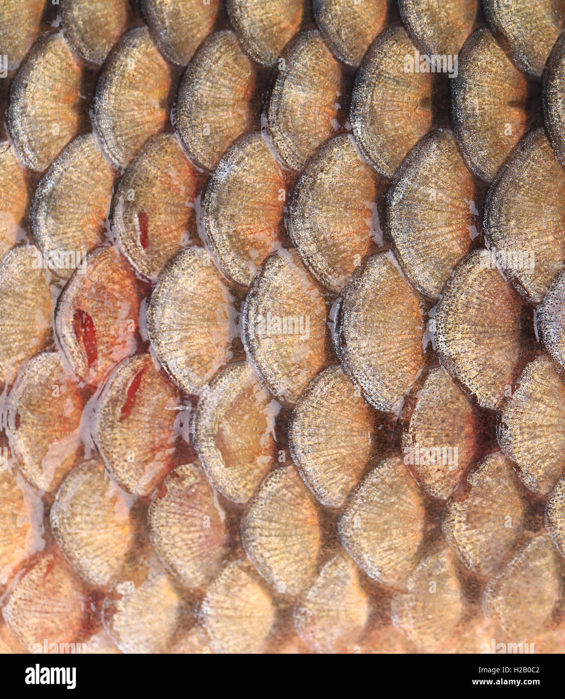 Goldfish skin texture hi-res stock photography and images - Alamy