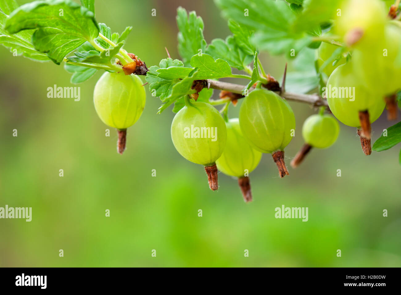 Gooseberries on branch hi-res stock photography and images - Alamy