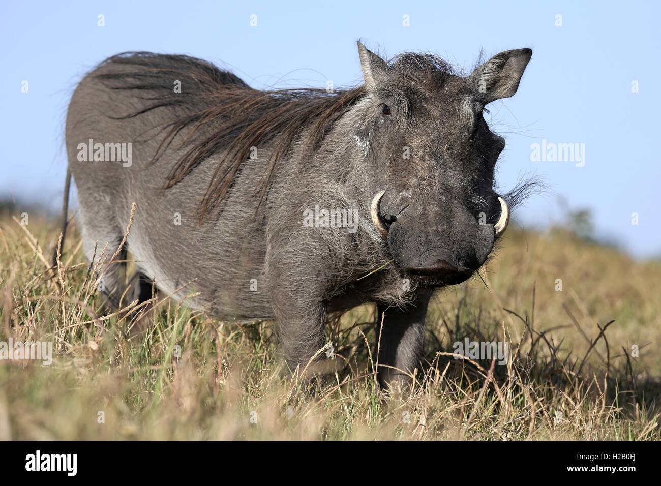 Warthog animal hi-res stock photography and images - Alamy