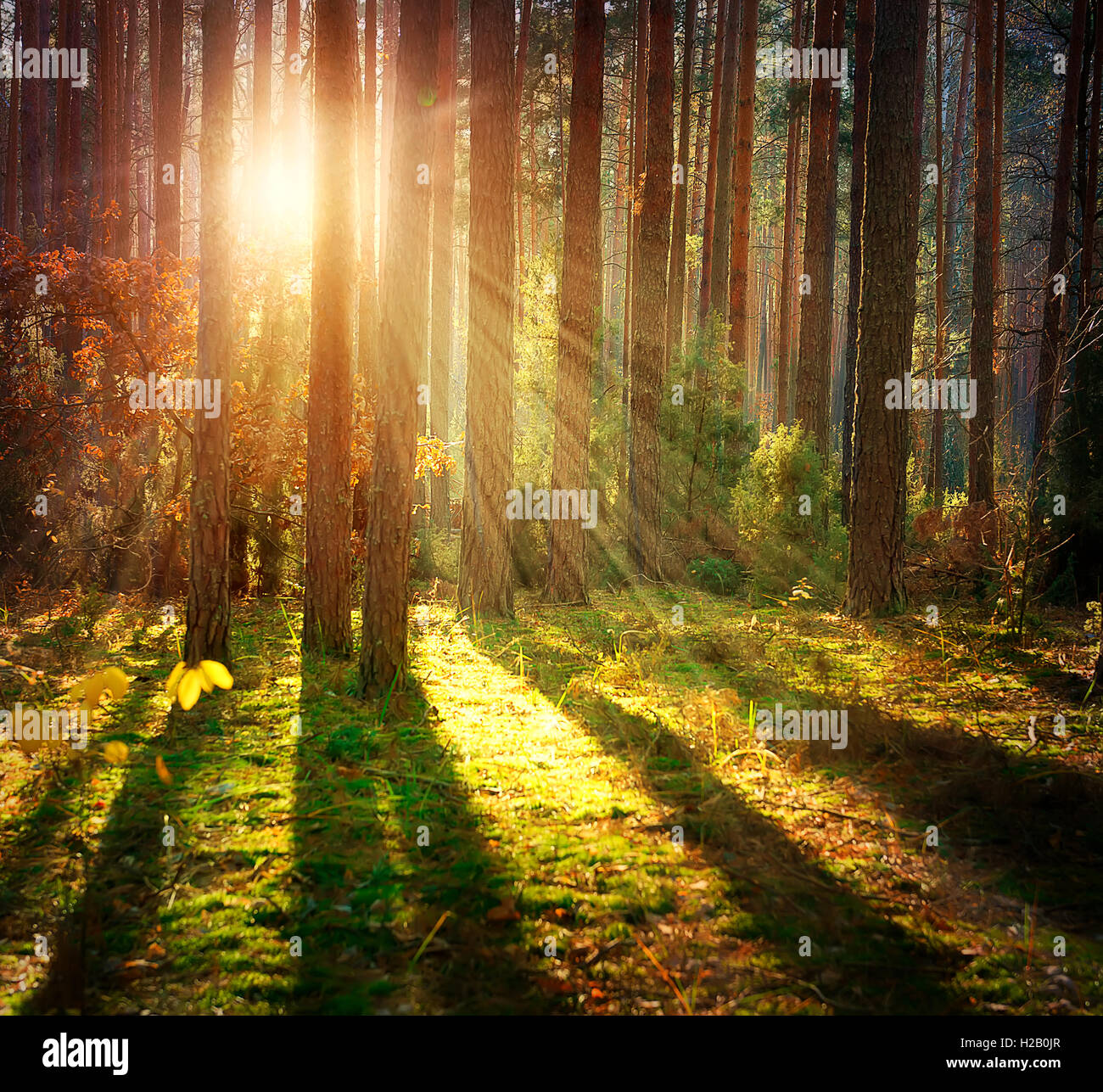 Old pine forest hi-res stock photography and images - Alamy