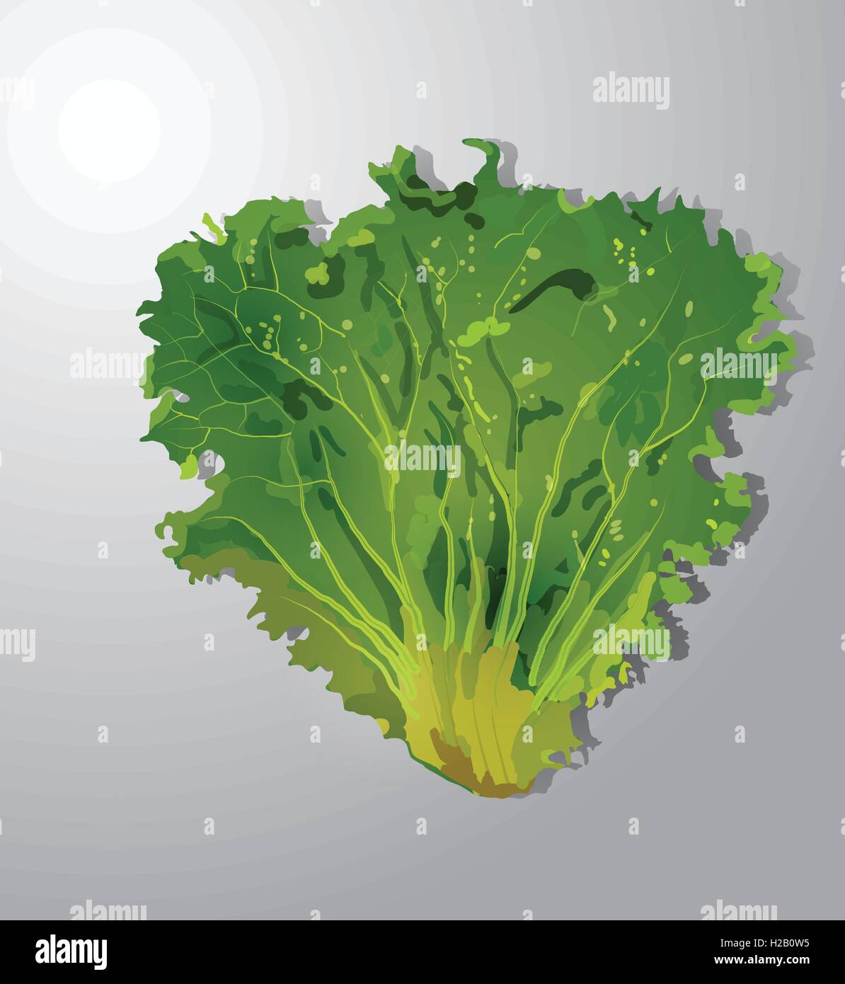 Vector illustration of fresh green lettuce Stock Vector Image & Art - Alamy