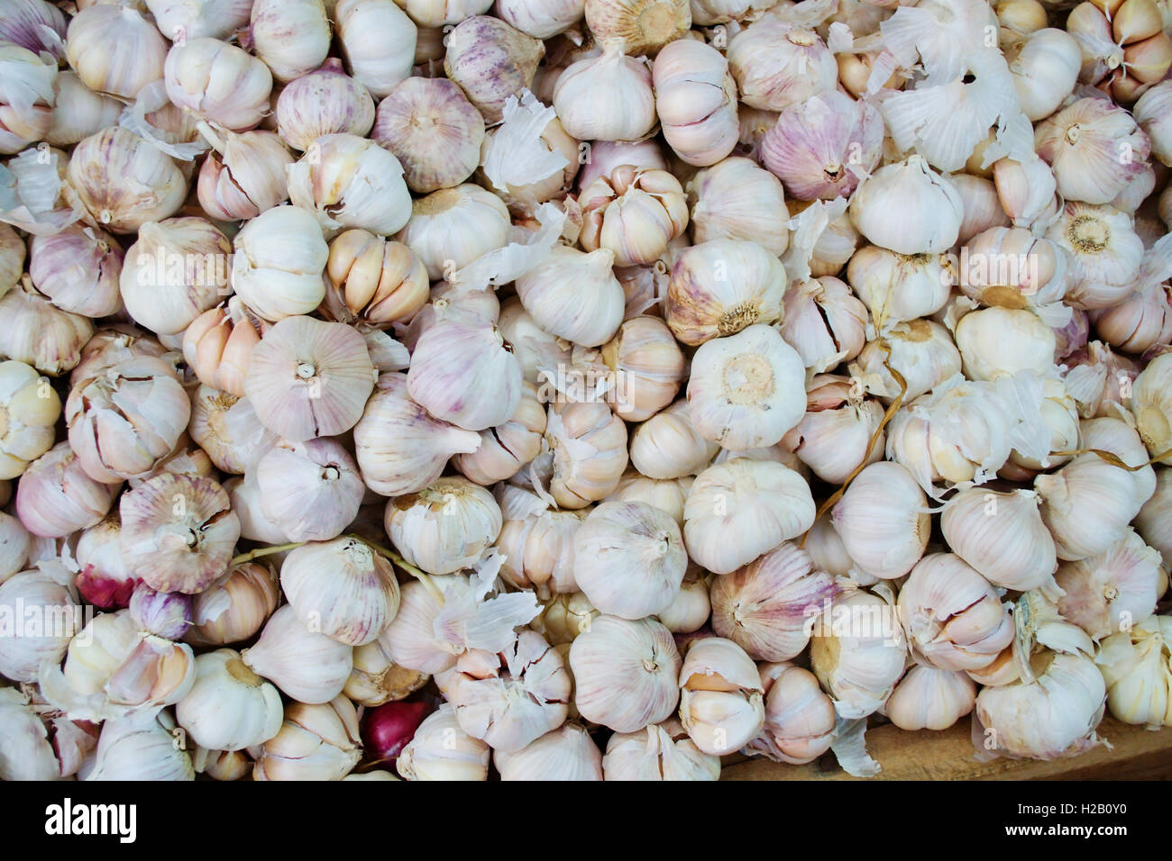 Purple and white garlic hi-res stock photography and images - Alamy