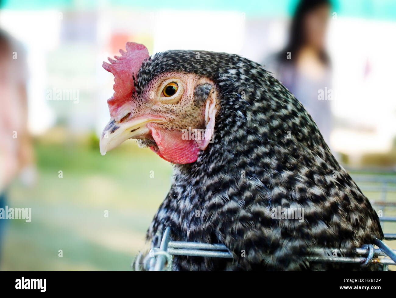 Female gray hen Stock Photo - Alamy
