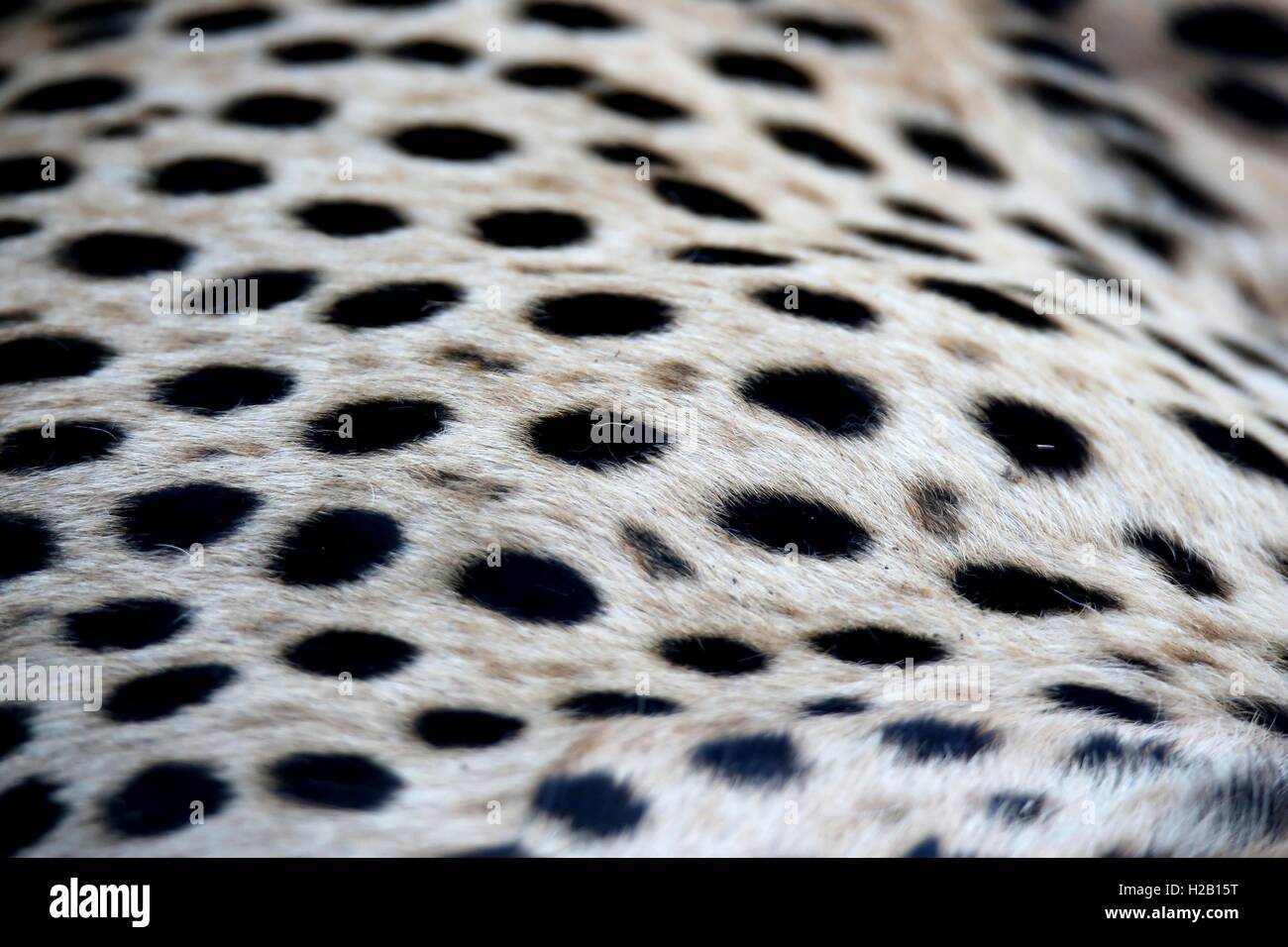 Cheetah Spotted Fur Stock Photo - Alamy
