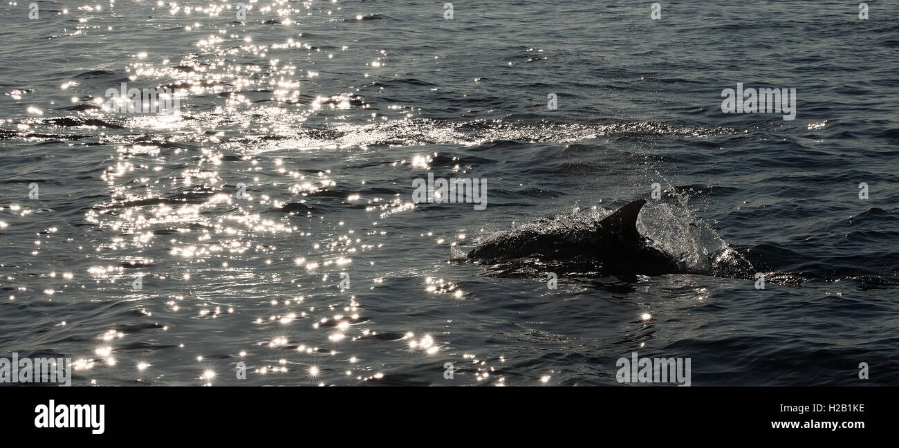 Dolphin slapping tail hi-res stock photography and images - Alamy