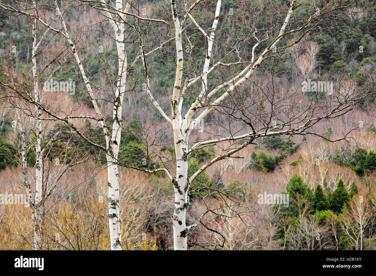 Tree branch in forest during autumn season Stock Photo - Alamy