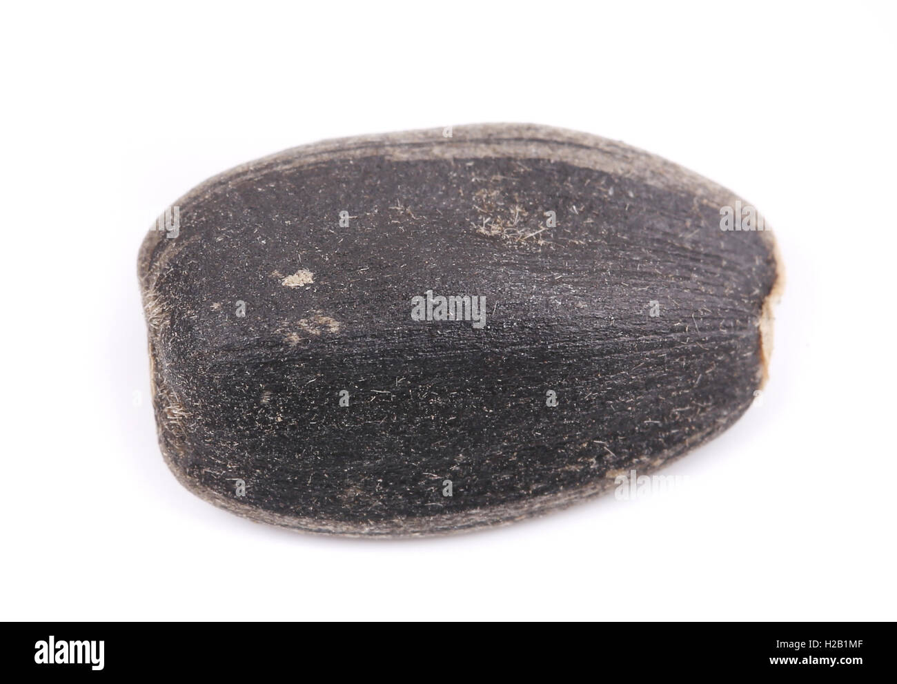 one sunflower seed Stock Photo - Alamy