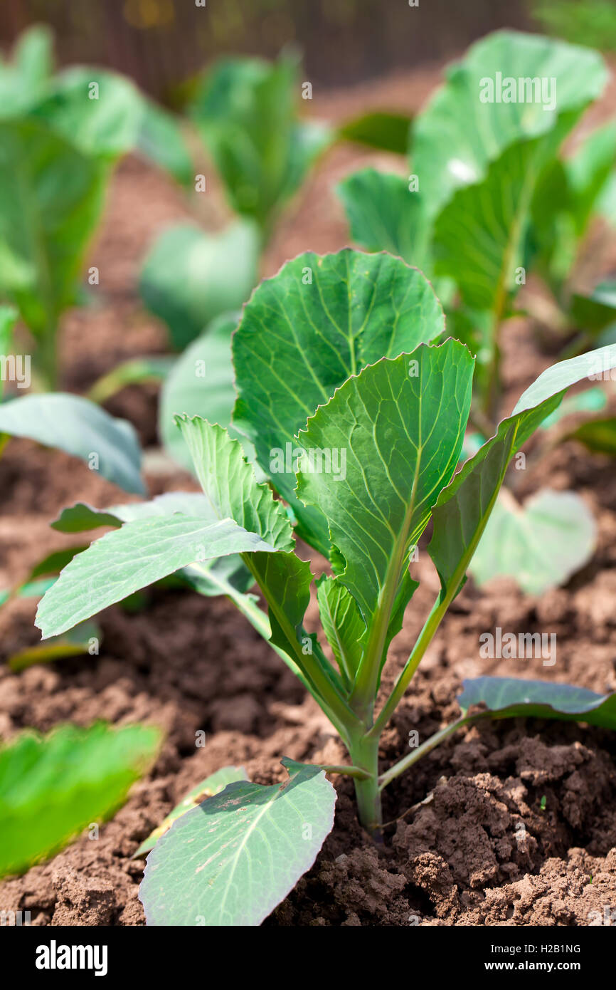 young cabbage growing in the farm land Stock Photo - Alamy