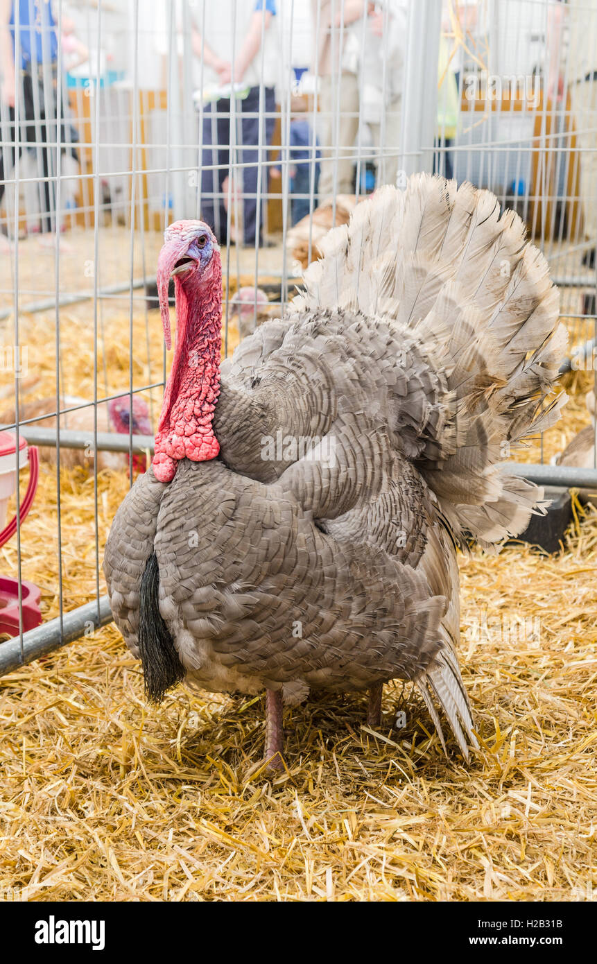 Big beautiful turkey , close-up Stock Photo - Alamy