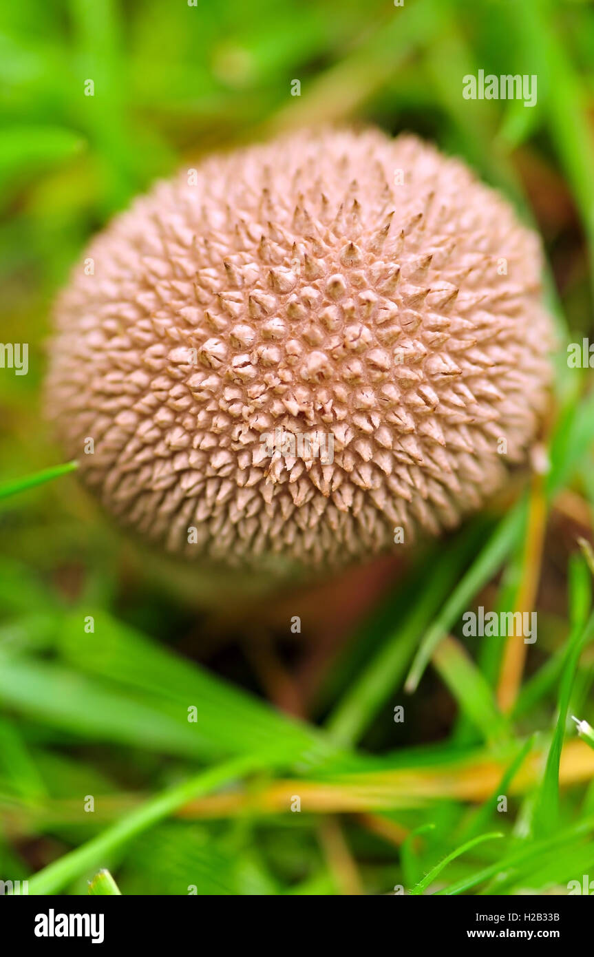 The Spiny Puffball Stock Photo - Alamy