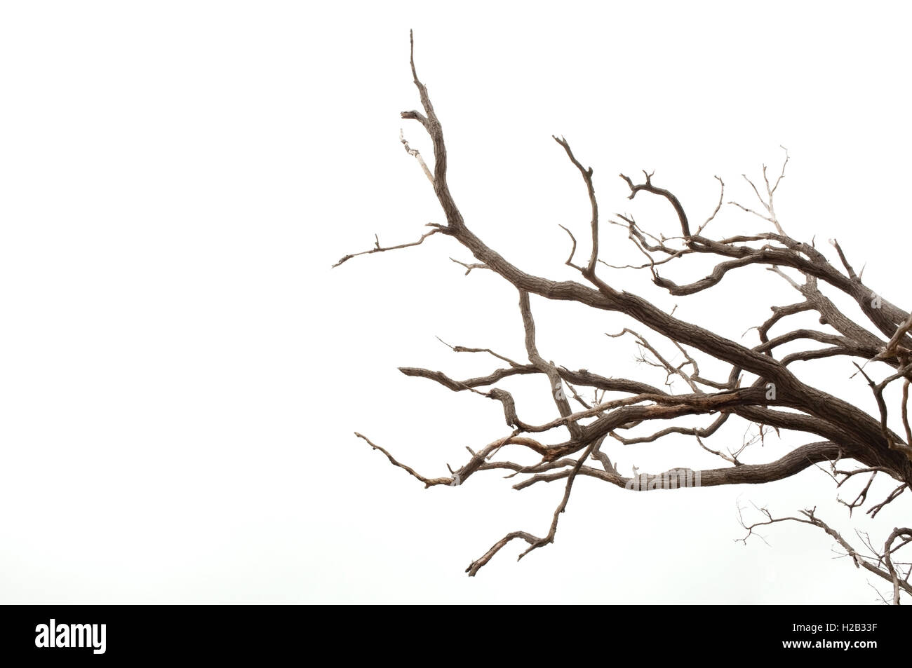 Isolated Branches of a tree taking during Winter or Autumn Stock Photo ...