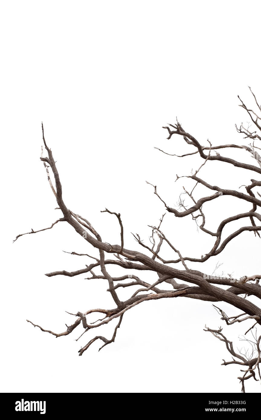 Isolated Branches of a tree taking during Winter or Autumn Stock Photo ...