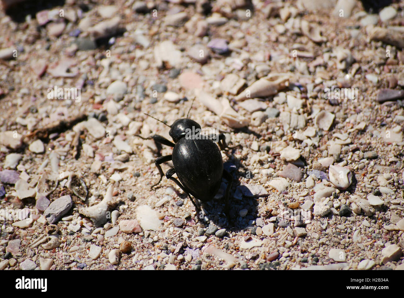 Flightless insect hi-res stock photography and images - Alamy