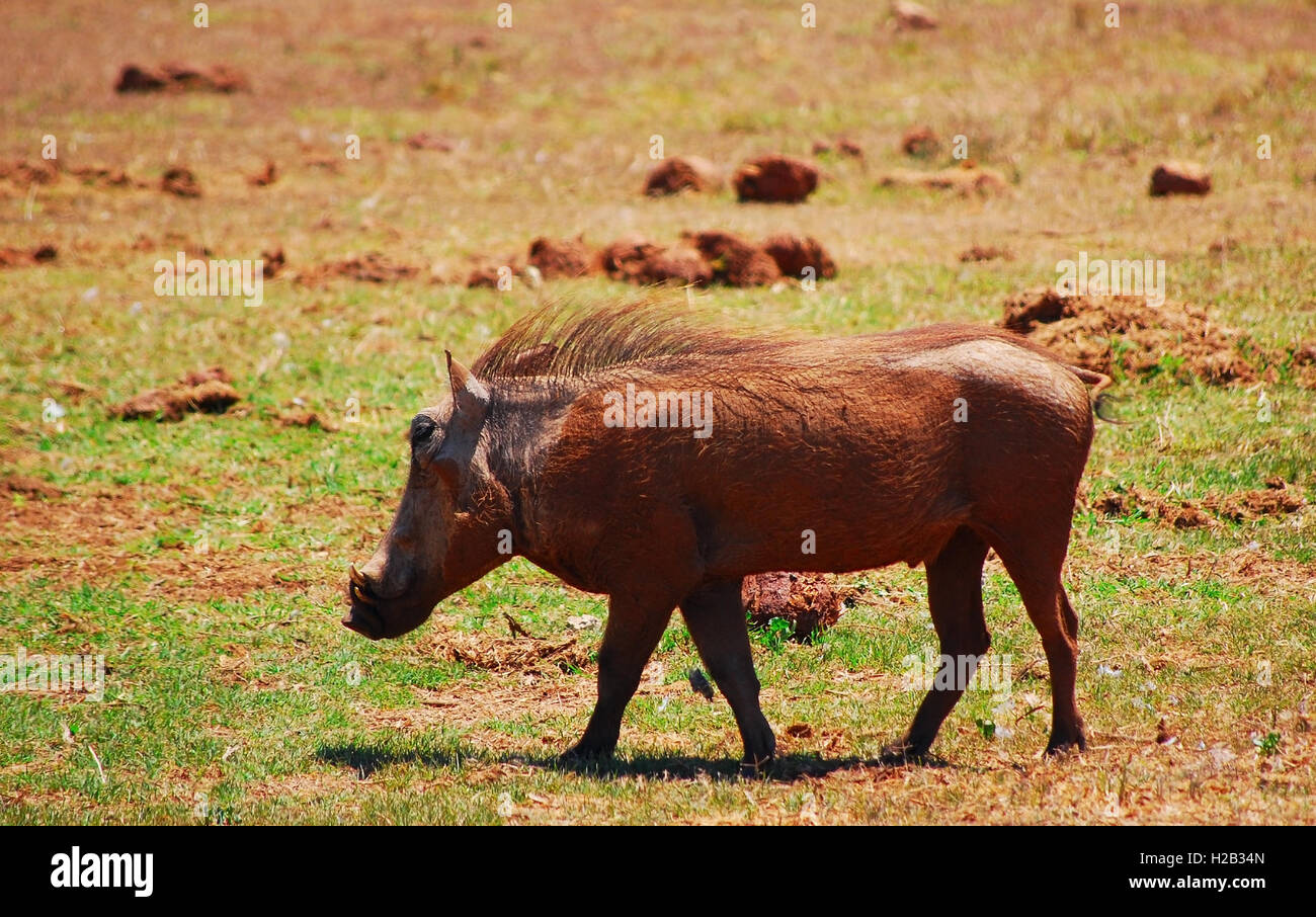 Walking warthog hi-res stock photography and images - Alamy