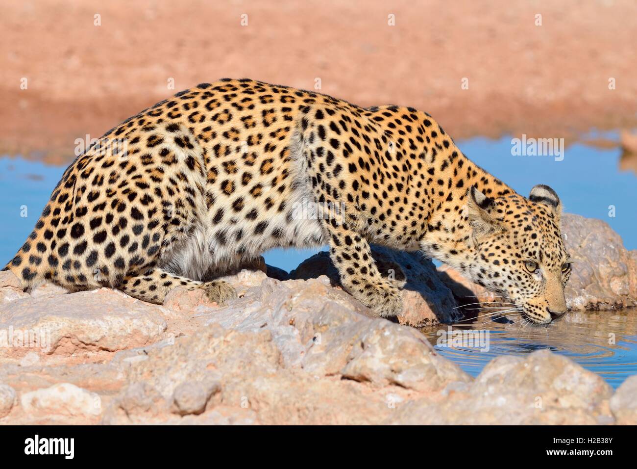 Leopard (Panthera pardus), drinking at waterhole, Kgalagadi ...