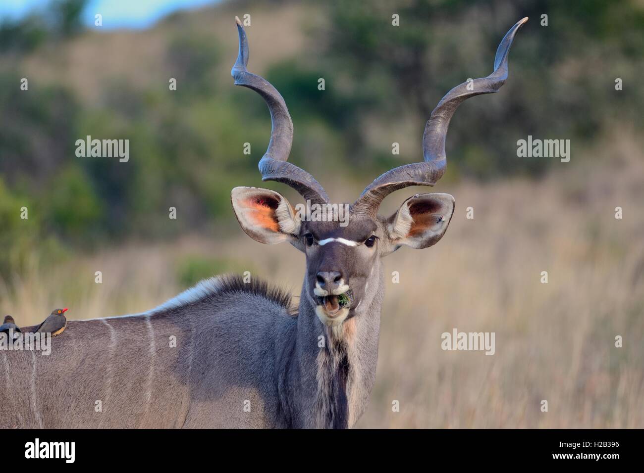 Greater kudu (Tragelaphus strepsiceros) with two Red-billed oxpeckers ...