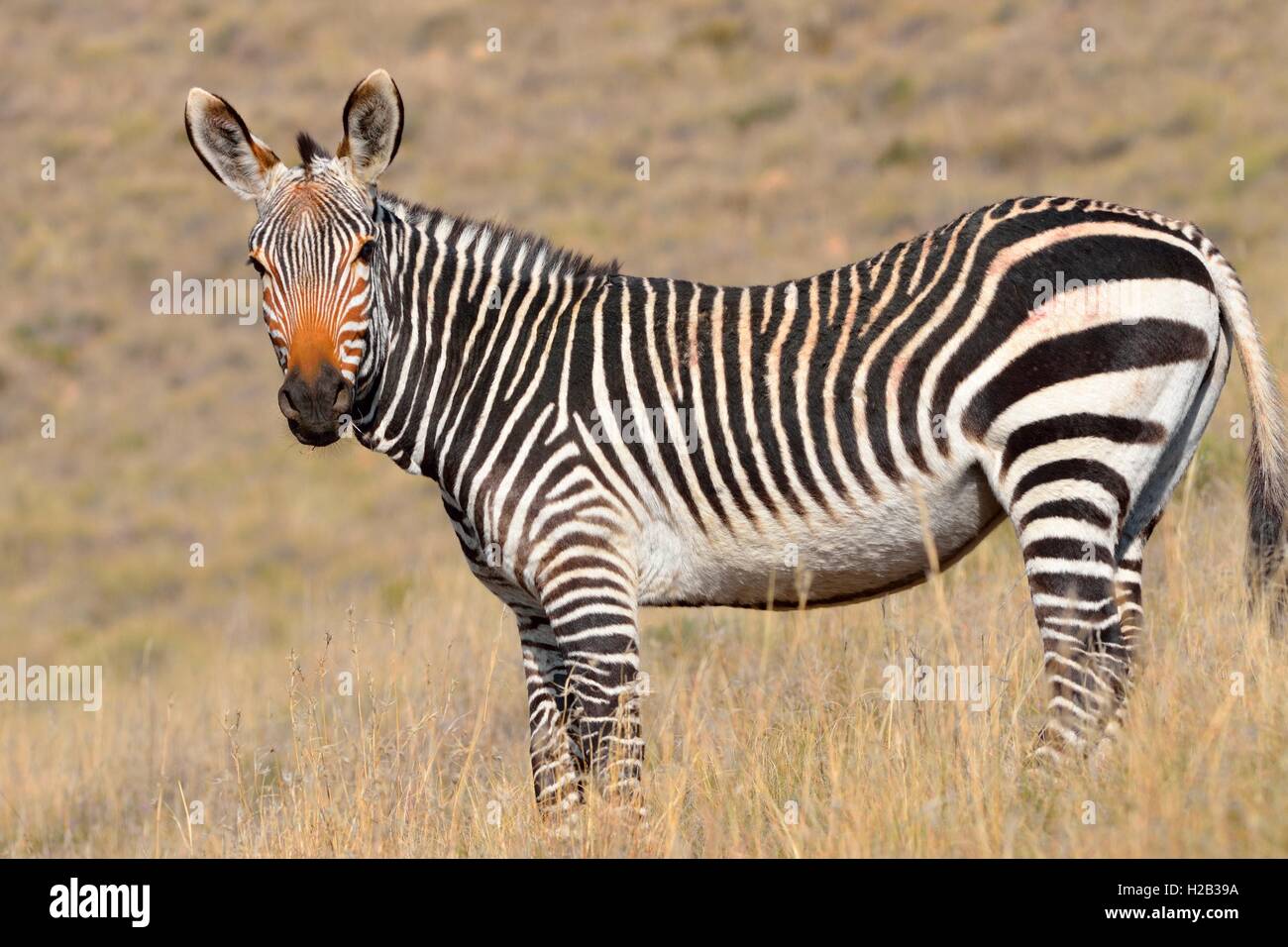 Cape Mountain Zebra (Equus zebra zebra), standing in the dry grass ...