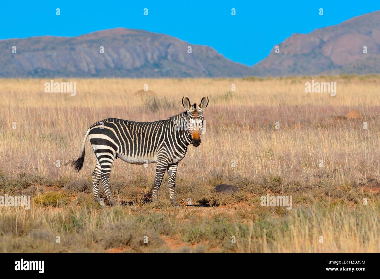 Cape Mountain Zebra (Equus zebra zebra), male standing in the dry grass ...