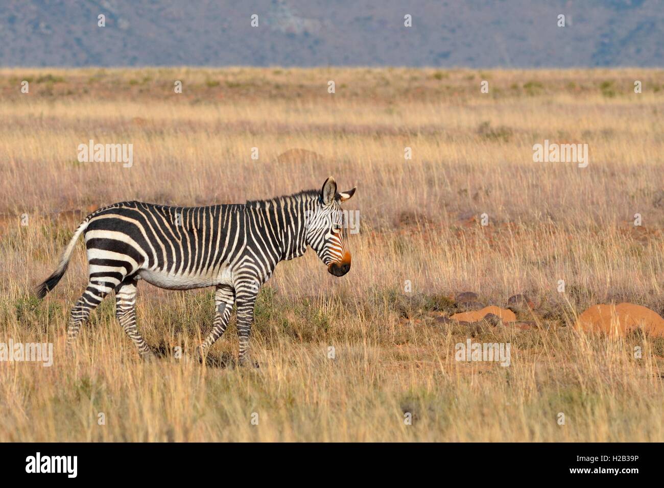 Cape Mountain Zebra (Equus zebra zebra), male, walking in the dry grass ...