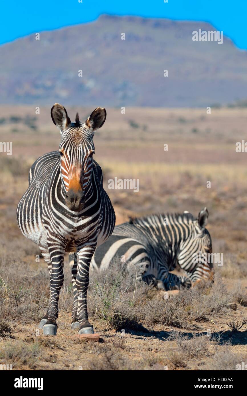 Cape Mountain Zebras (Equus zebra zebra), adult, in dry grass, Mountain ...