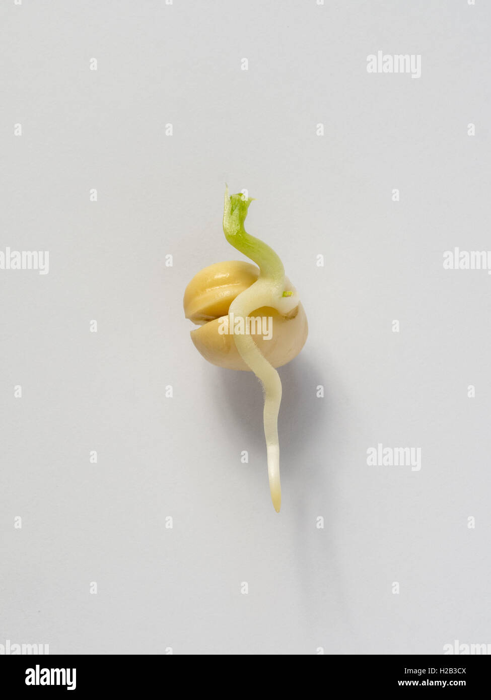 Newly germinated pea seedling Stock Photo - Alamy