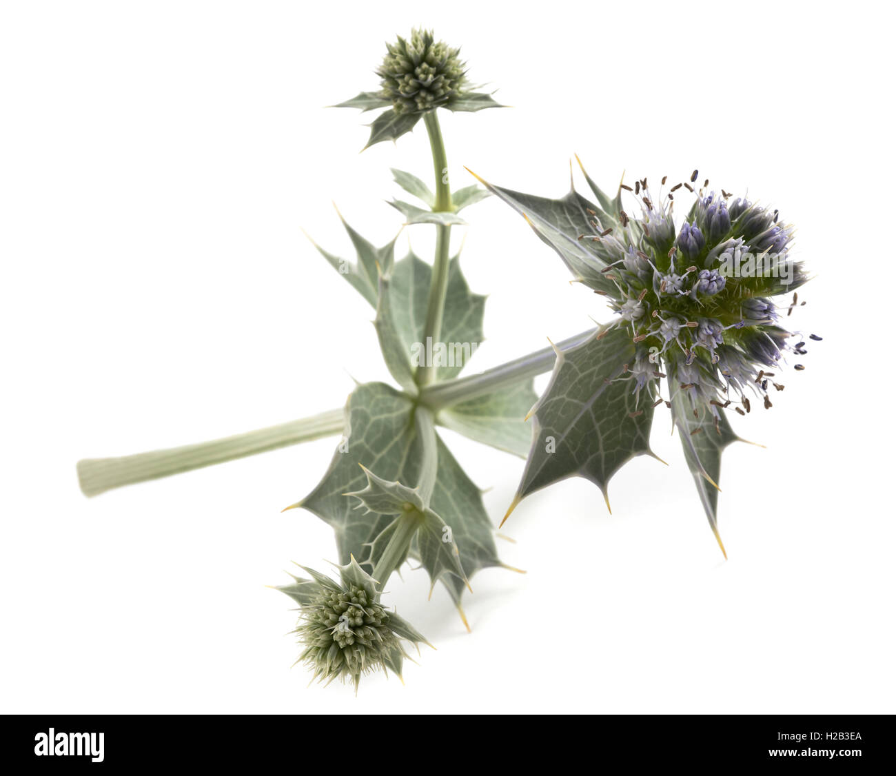 Sea holly thistle isolated on white Stock Photo - Alamy