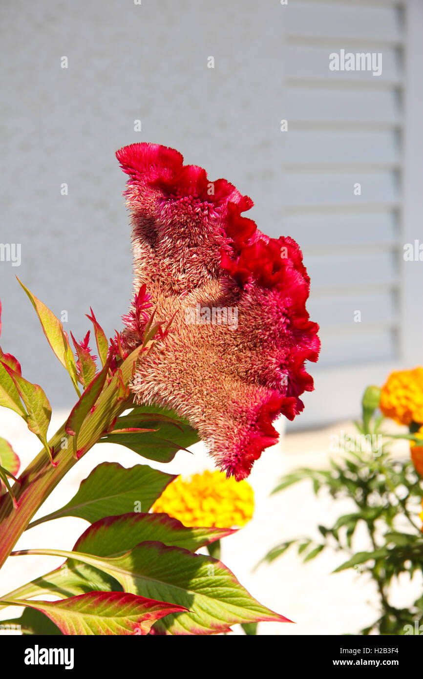 celosia cristata, cockscomb red flower Stock Photo - Alamy