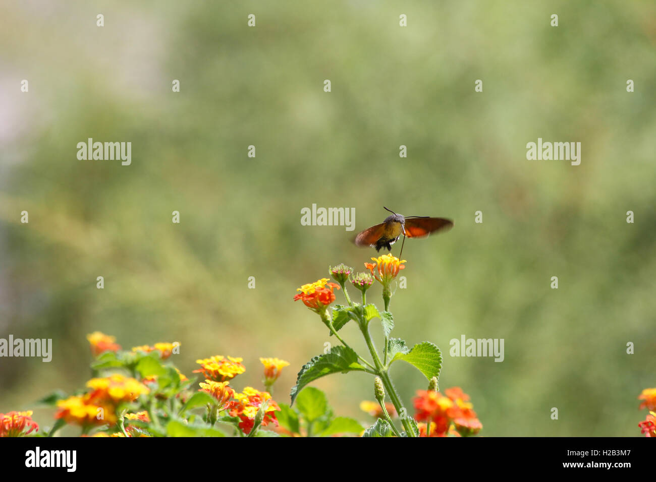 hummingbird hawk moth Stock Photo - Alamy