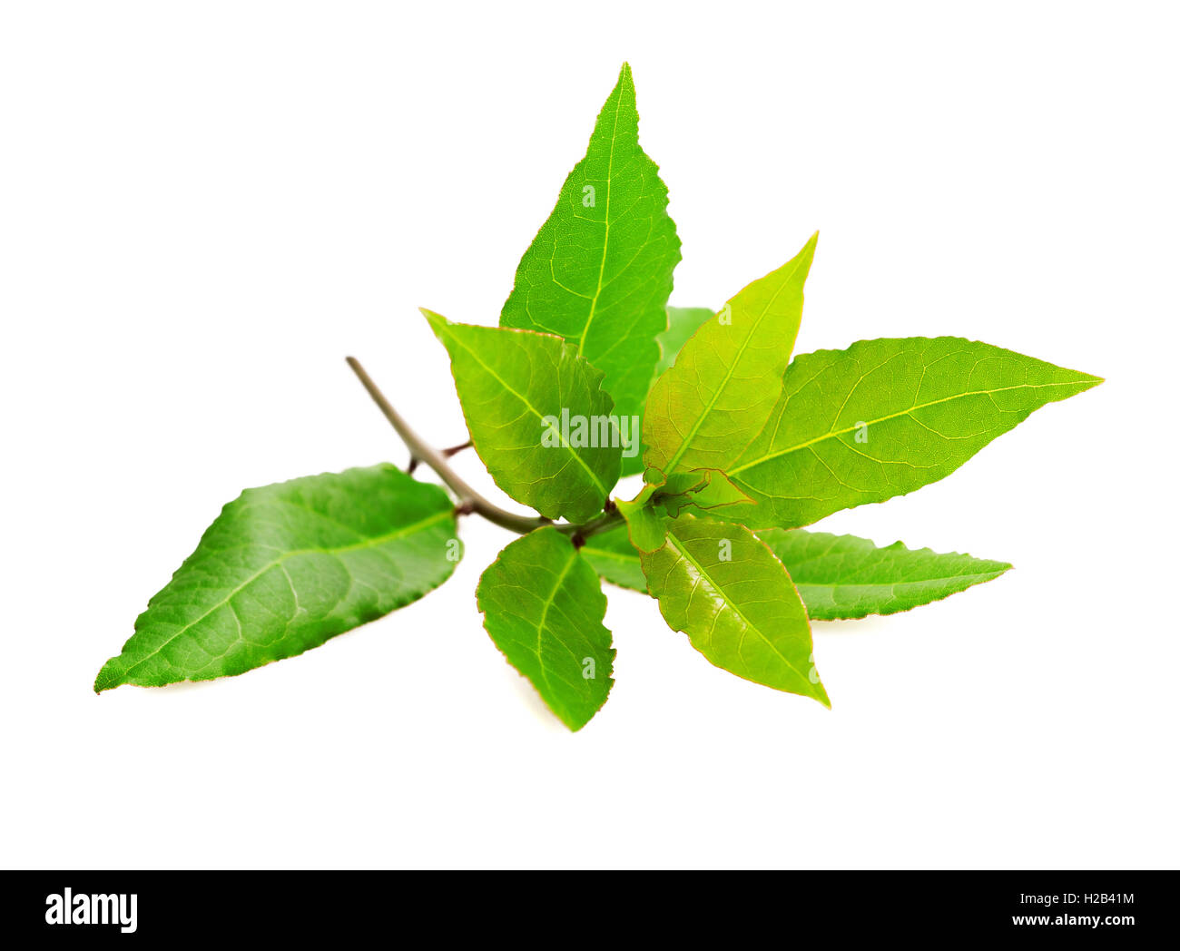 Laurel branch isolated on white Stock Photo - Alamy