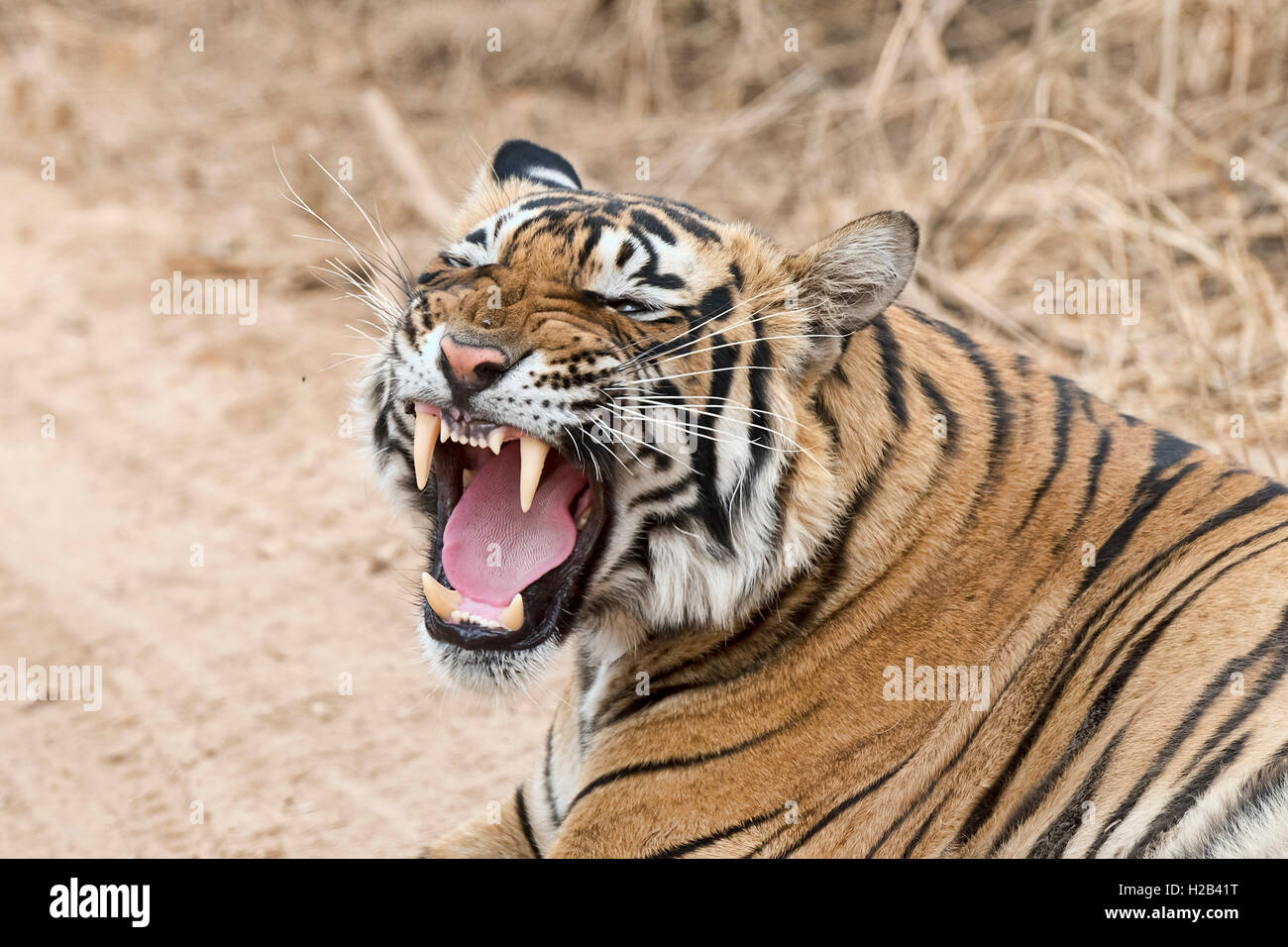 Konigstiger hi-res stock photography and images - Alamy