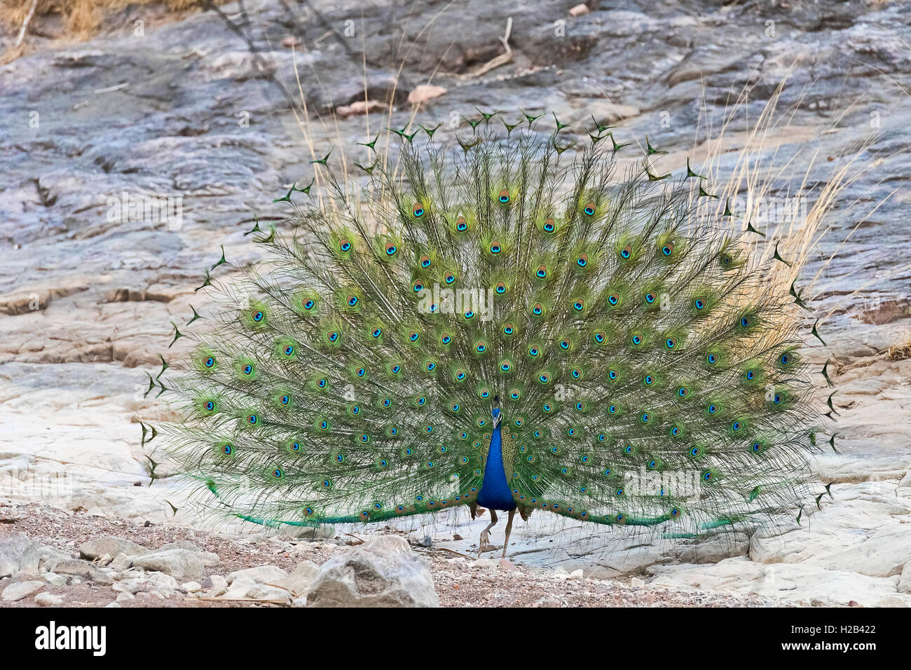 Blauer Pfau (Pavo cristatus) im Ranthambhore-Tigerreservat, Rajasthan ...