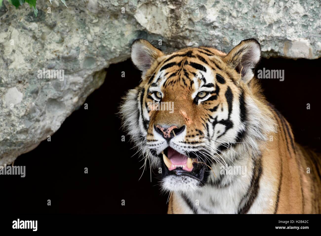 Which Is The Natural Habitat Of The Amur Tiger High Resolution Stock ...