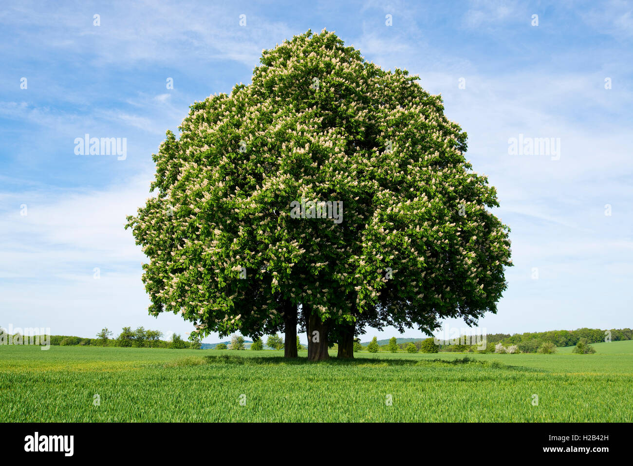 Conker tree hi-res stock photography and images - Alamy