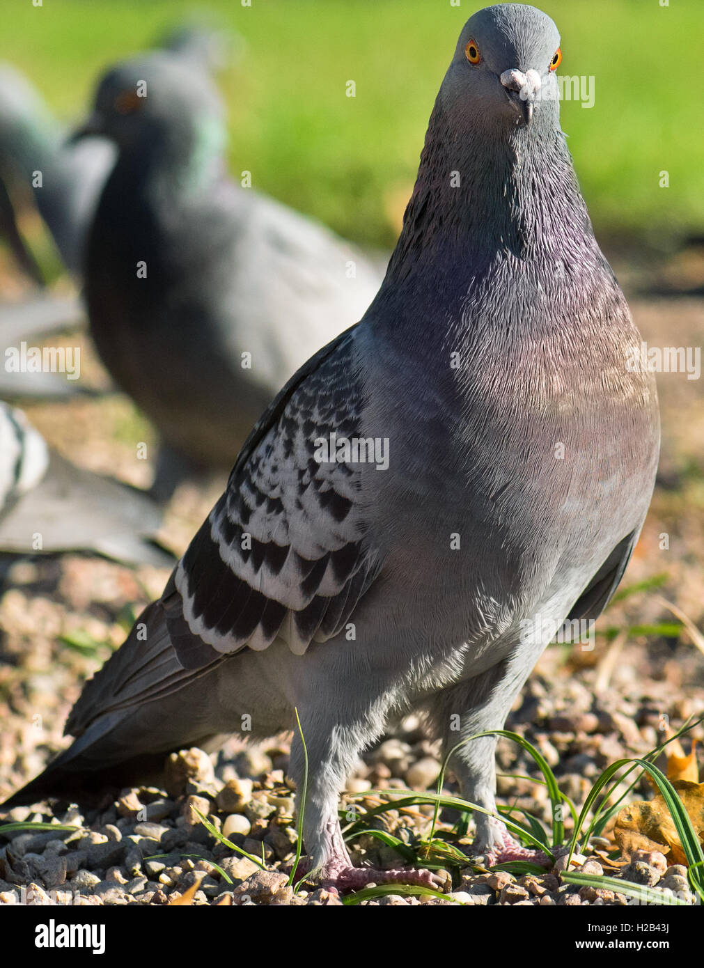 Closeup view rock in park hi-res stock photography and images - Alamy