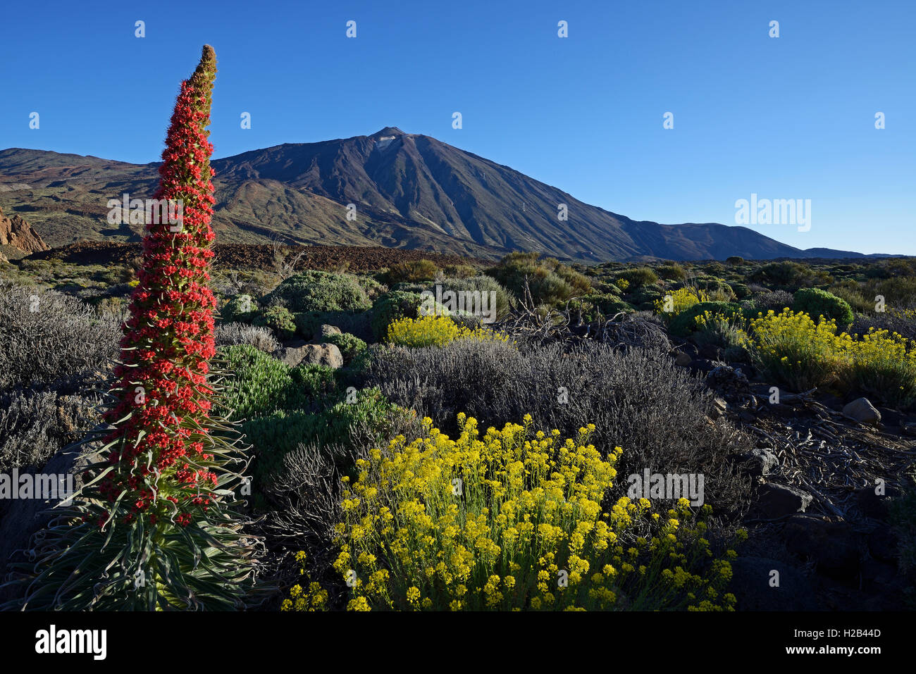 Volcan teide hi-res stock photography and images - Alamy